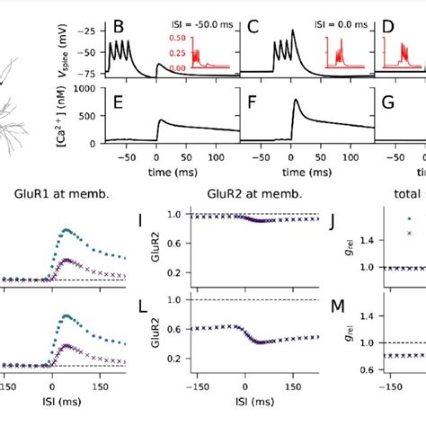 Layer 23 Pyramidal Cell Plasticity In Response To Stdp Protocol