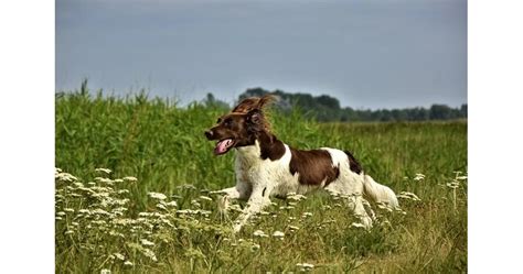 Кога се дават витамини на кучето Български Фермер