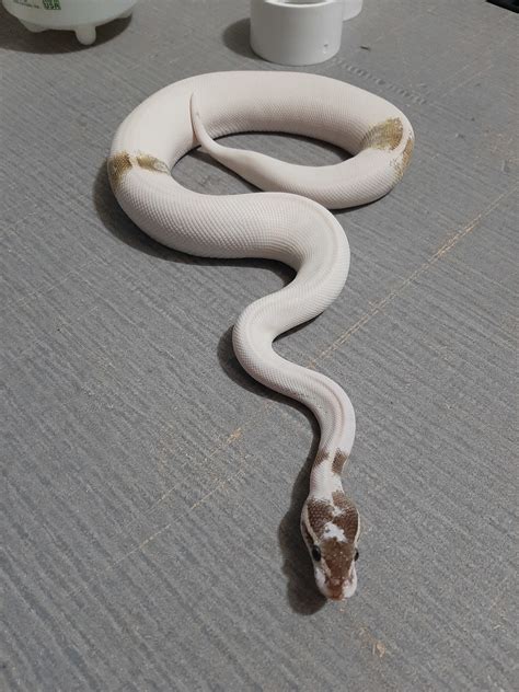Paradox Ball Python Traits Morphpedia