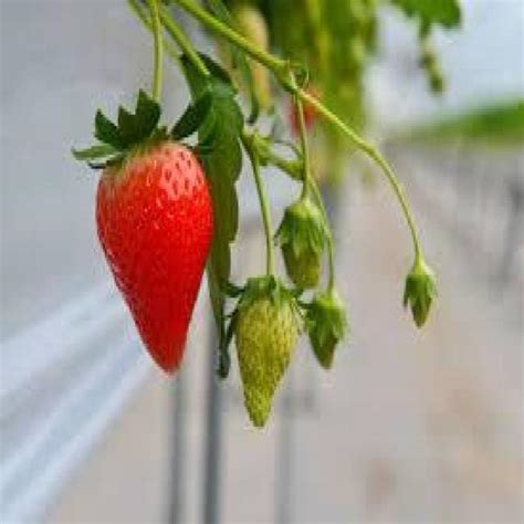 strawberry detection object detection dataset v9 2024 04 09 6 24pm