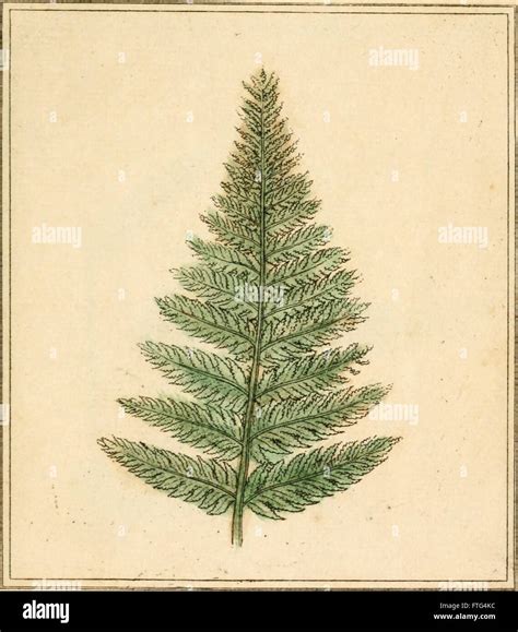 Elements Of The Science Of Botany 1809 Outlines Linnaeus Classification System For Plants