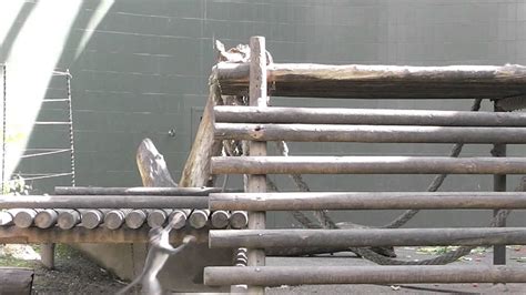 Jumping Locomotor Behaviors Individual Youtube