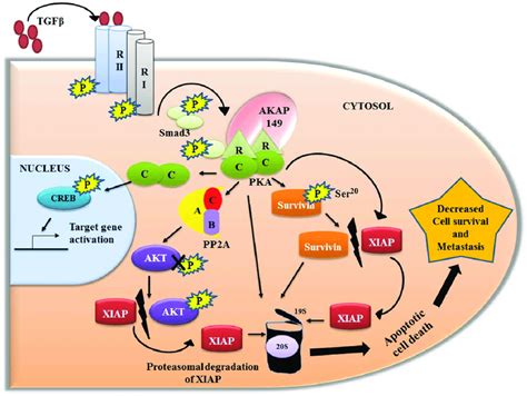 Schematic Representation Of Tgfbpka Transduceome Signaling Download Scientific Diagram