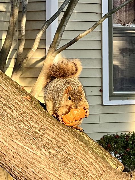 Squirrel Pumpkin Golden Morning Light R Annarbor