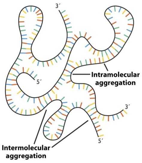 Nucleic Acids Protein Building Blocks Molecular Biology