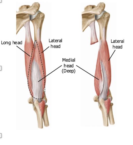 Muscles Of Posterior Arm Flashcards Quizlet