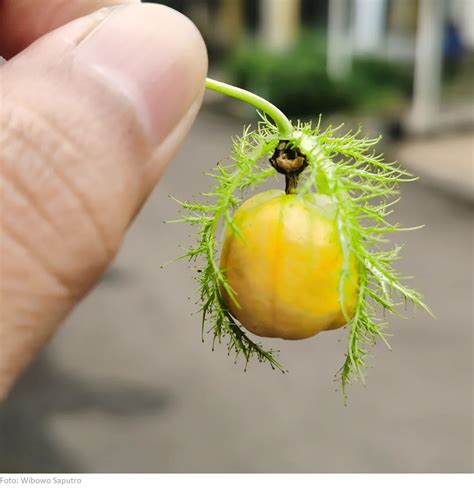 Iman Sebesar Biji Sesawi LBI