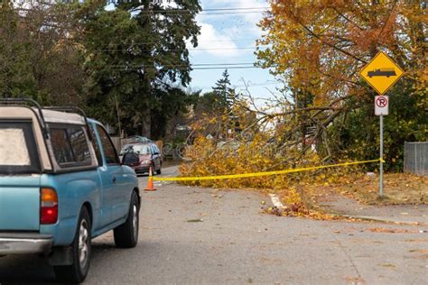 Wind Storm Fallen Treee Branches In Everett Wa Editorial Photo Image Of Fall Branches 261218826