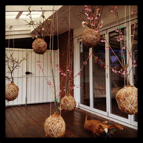 Moss Ball Hanging Plants By Mister Moss