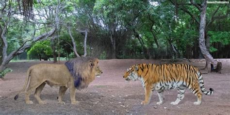 មាន សំនួរ ដូច ៗ គ្នា ជាច្រើនលើក ឡើង ថា « តើ សត្វ ទាំងពីរ នេះ មួយ ណា ខ្លាំង ជាង Tnaot