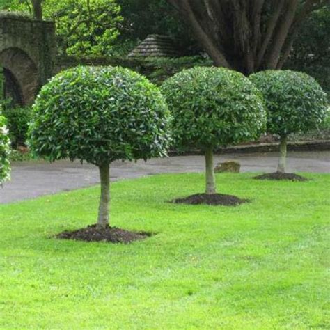 Best Small Trees For Topiary At Lori Chambers Blog