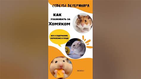 Как ухаживать за хомяком Все о уходе содержание и кормление джунгарскийхомяк хомяки чтоест