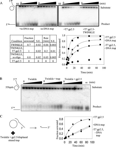 Effect Of Single Strand Binding Protein And The Reannealing Dna Trap On