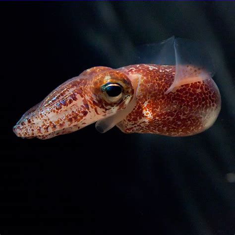 Real Monstrosities Bobtail Squid