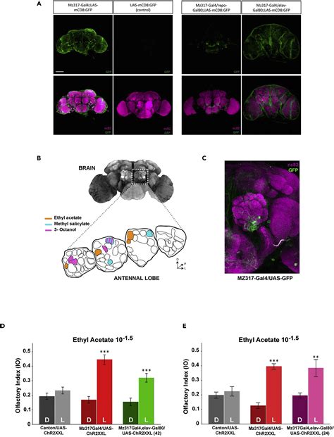 Neuron Glia Interaction At The Receptor Level Affects Olfactory