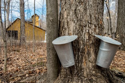 How To Tap Maple Trees Make Maple Syrup Survival Mom