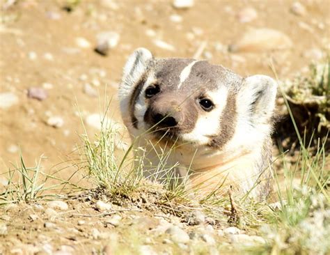 American Badger At Seedsakdee National Wildlife Refuge Flickr