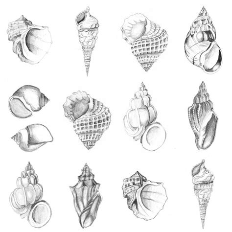 Pencil Drawings Of Different Types Of Seashells