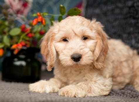 The 5 Best Cockapoo Breeders In Essex We Love Doodles