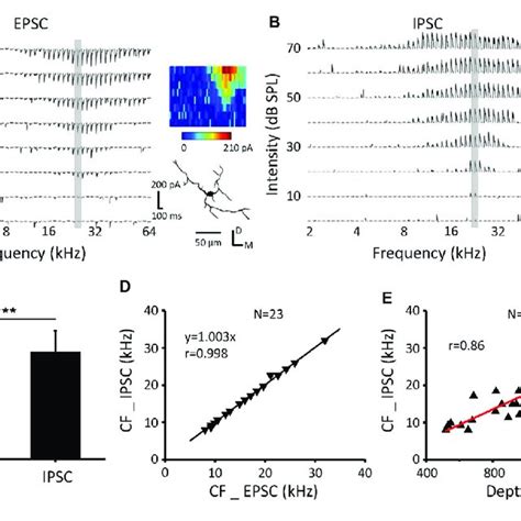 Inhibitory Postsynaptic Currents Ipscs Have The Same Cf But Wider