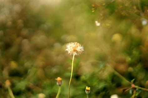 Just A Random Grass Photo Rsonyalpha