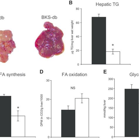 Phenotype Of B6 Db And Bks Db Mice Body Weight A Adiposity B