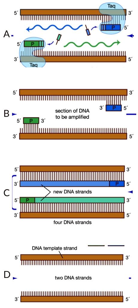 Solved Taq A Taq Section Of Dna To Be Amplified B New Dna Strands Four Dna Strands Dna Template