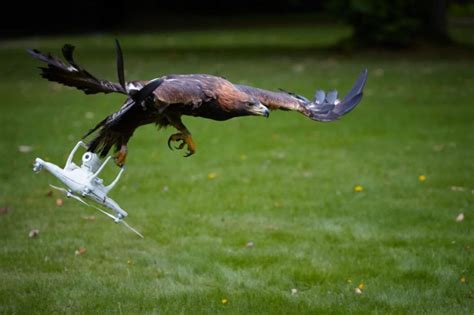 Никита Васильев В Госдуме предложили создать орлов перехватчиков для борьбы с беспилотниками