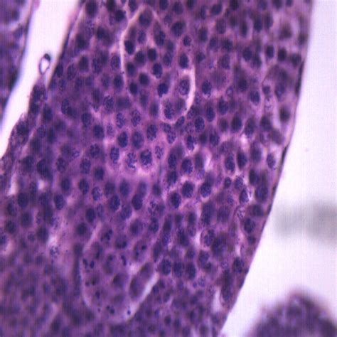 10pk Grasshopper Meiosis Wholemount Prepared Microscope Slides Classroom Pack 10 Slides In