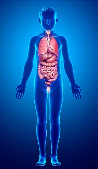 소년 내부 장기의 의학적으로 정확한 그림을 렌더링 3d 렌더링 3차원 형태에 대한 스톡 사진 및 기타 이미지 3차원 형태 건강관리와 의술 과학 Istock