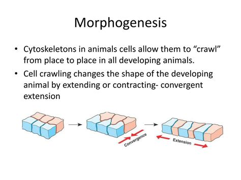 Ppt Animal Development Powerpoint Presentation Free Download Id