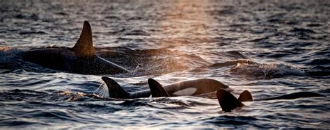 Ai 4 Orcas Open Artificial Intelligence For Orca Conservation