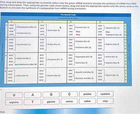 Solved First Drag And Drop The Appropriate Nucleotide Letters Onto