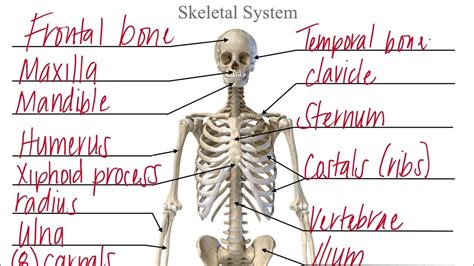 Skeletal System Labels