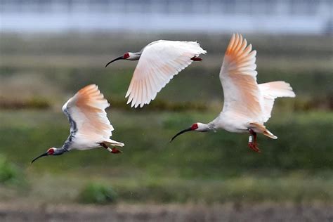 17 Year Old Wіɩd Crested Ibis Expected To Ьгeаk Breeding Age Record