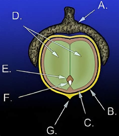 Anatomy Of An Acorn Nature Season Based Learning — My Simply