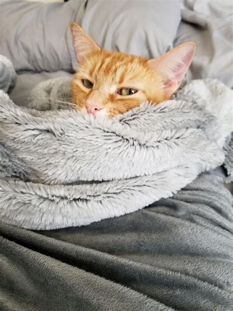 Best Lazy Cat Images On Pholder Catswithjobs Cats And Lazy Cats