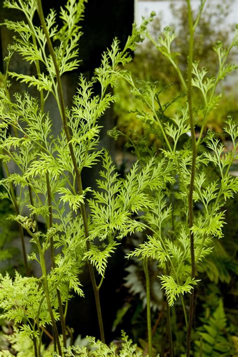 Onychium Japonicum Sichuan Lace N Secret Garden Growers