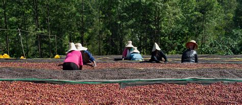 Coffee Value Chain Women Coffee And Climate