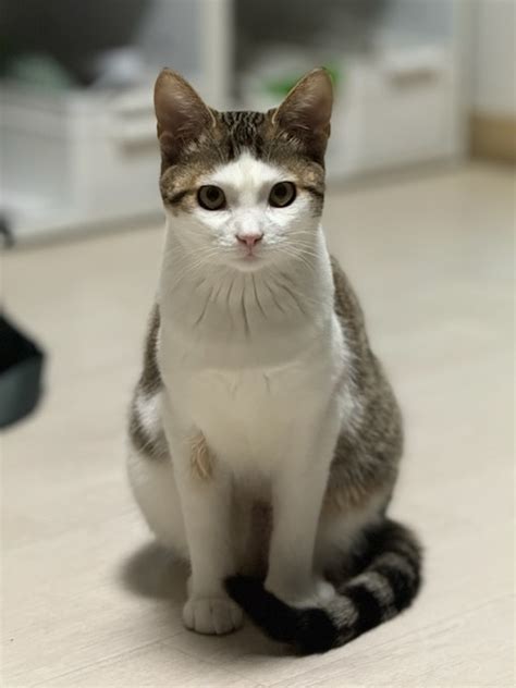 코리안 숏헤어 옥지 고양이 책임입양 아이조아 유기방지입양 파양 강아지보호소 고양이보호소 무료분양센터