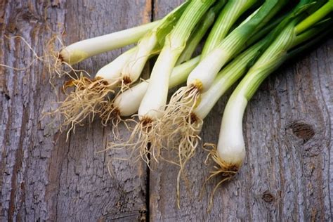 파뿌리 효능 Best 6 ☆ 네이버 블로그