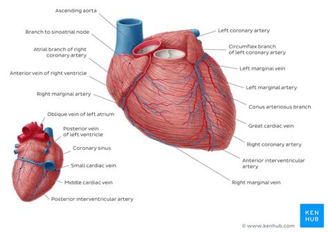Posterior Interventricular Artery Anatomy And Supply Kenhub
