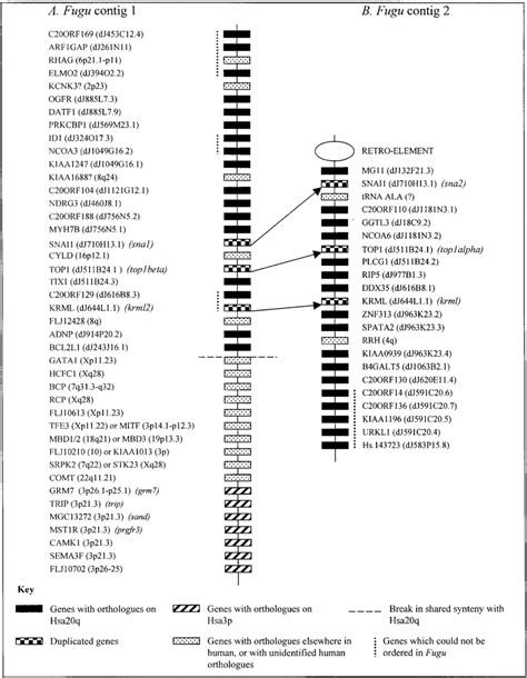 Gene Content On The Two Fugu Contigs Genes Are Named According To The Download Scientific