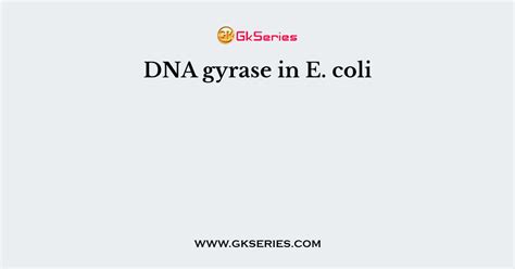 Dna Gyrase In E Coli