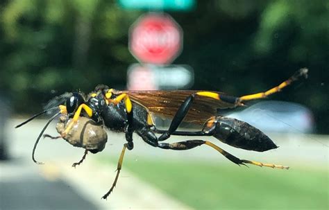 Mud Dauber Wasp