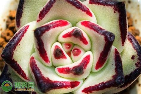 便宜又好看的多肉品种 惠农网