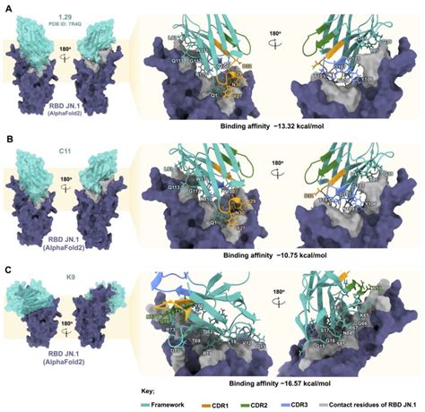Redirecting A Broad Spectrum Nanobody Against The Receptor Binding Domain Of Sars Cov 2 To