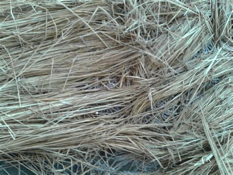 Mushroom Cultivation In India Arun Gupta