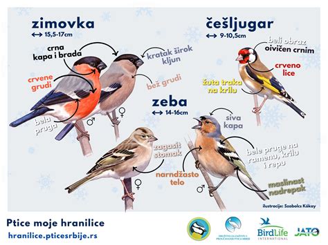 Prepoznavanje Ptica Ptice Moje Hranilice