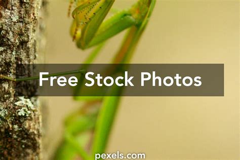 Jurassic Insects Photos Download The Best Free Jurassic Insects Stock